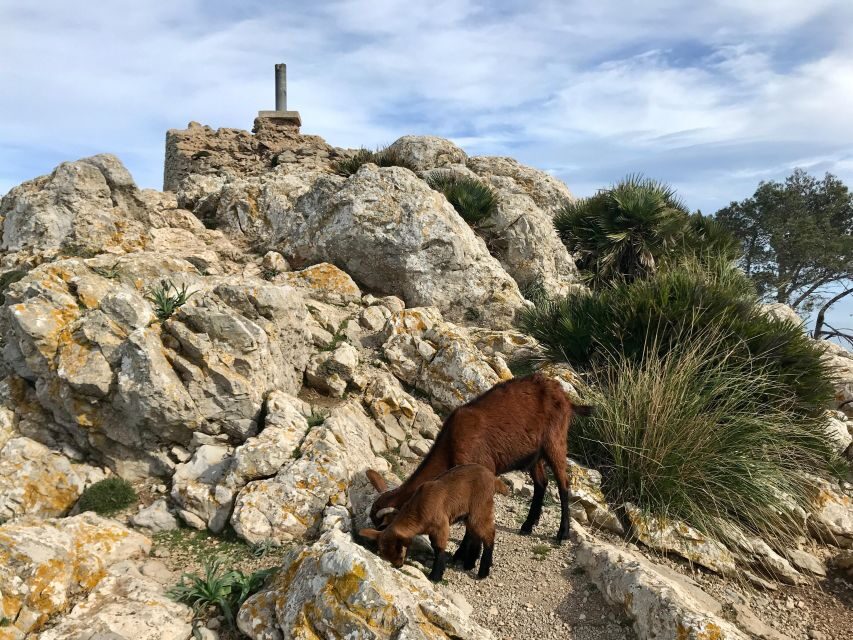 Hiking on Alcúdia Peninsula - The Itinerary: What to Expect Step by Step