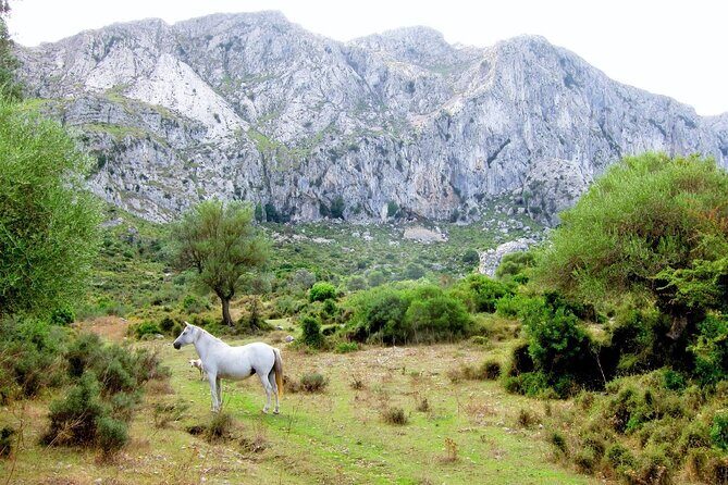 Hiking Private Tour in Pollensa - The Guides: Knowledgeable and Friendly