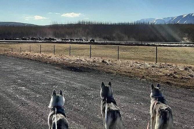 Hiking with Husky in Akureyri (private) - Key Points