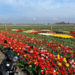 Hillegom: E-Scooter or E-Bike Rental in the Bulb Region - What to Expect During Your Day