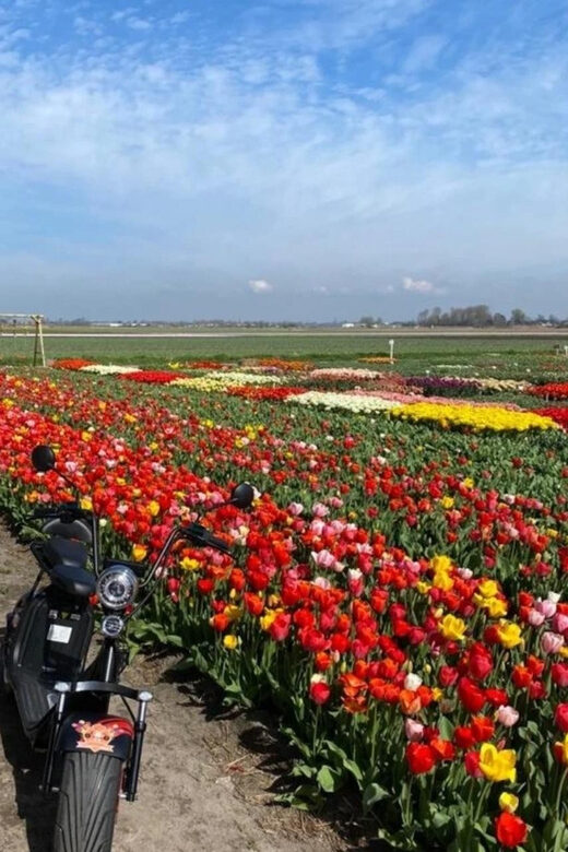 Hillegom: E-Scooter or E-Bike Rental in the Bulb Region - What to Expect During Your Day