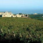 Historic winery visit with food and wine tasting in Marsala - What the Reviews Reveal: Authenticity, Knowledge, and Enjoyment