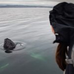 Hólmavík: Whale Watching Tour - FAQ