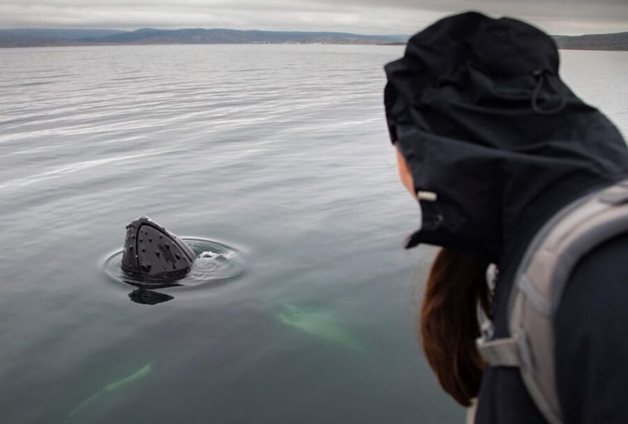 Hólmavík: Whale Watching Tour - FAQ