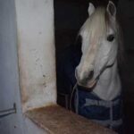 Horseback excursion in the Maddalena woods - What to Expect from the Horseback Tour