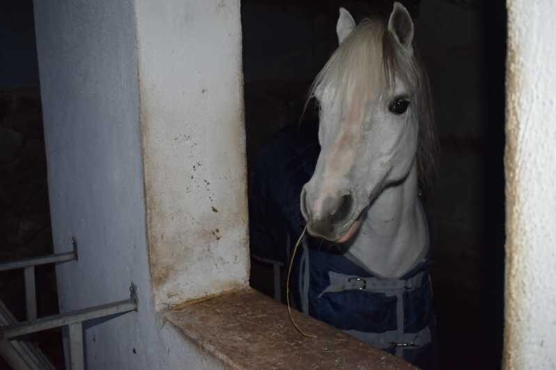 Horseback excursion in the Maddalena woods - What to Expect from the Horseback Tour