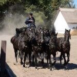Horseshow on the Hungarian Puszta, private tour from Budapest with entry! - Practical Details: What to Expect