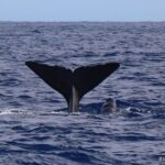 Horta: Whale and Dolphin Watching Expedition - What to Expect on Your Whale and Dolphin Watching Tour
