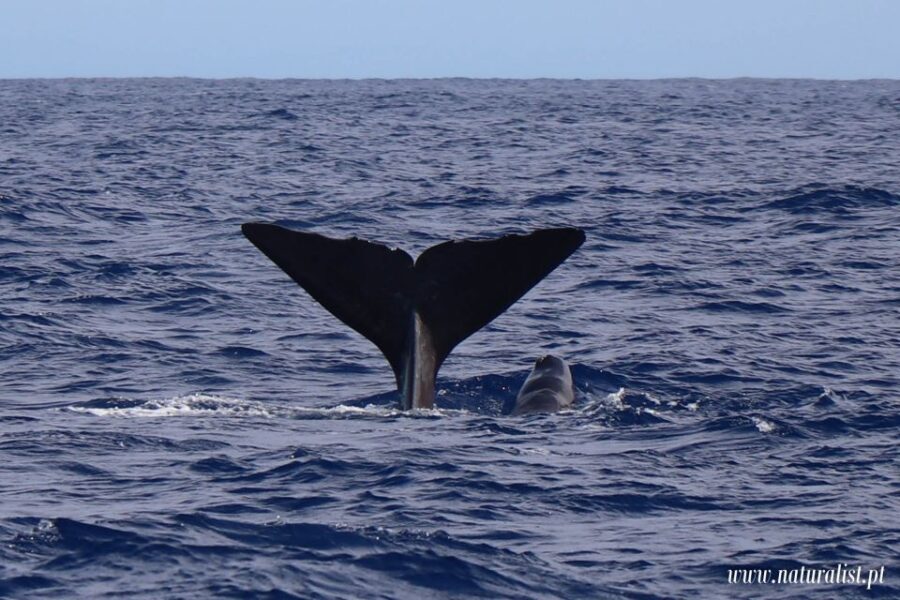 Horta: Whale and Dolphin Watching Expedition - What to Expect on Your Whale and Dolphin Watching Tour