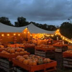 Hounslow: Pumpkin Patch Plus Entry to Hobbledown Heath - Why You’ll Love the Experience