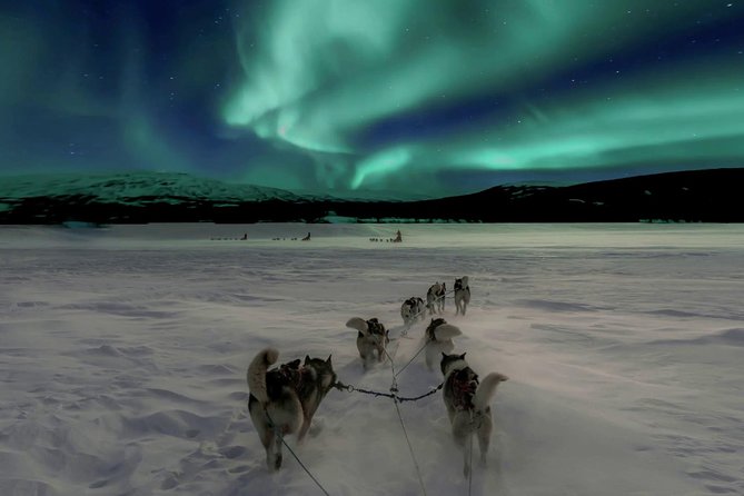 Hunting Northern Lights with Husky - An In-Depth Look at the Tour Itself