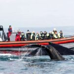 Húsavík: Big Whales and Puffin Island Speedboat Tour - What to Expect on Your Trip