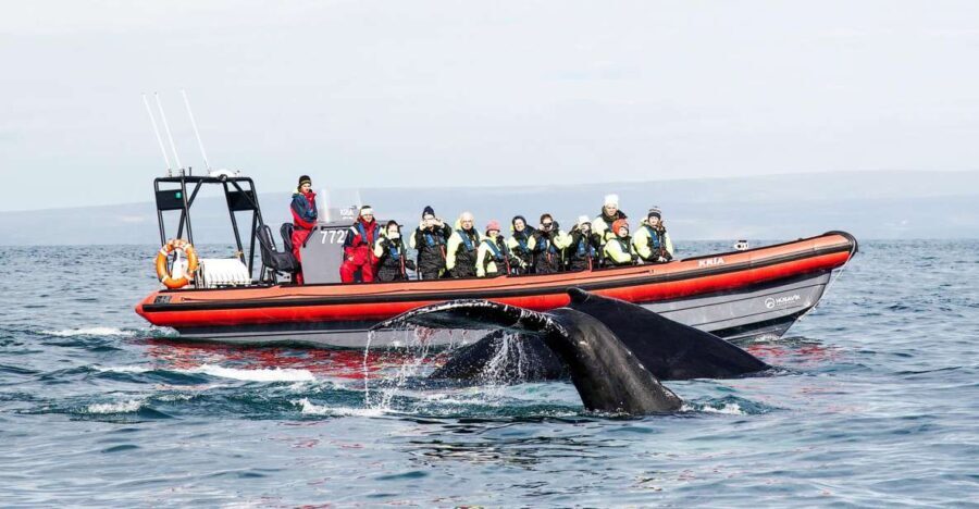 Húsavík: Big Whales and Puffin Island Speedboat Tour - What to Expect on Your Trip