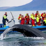 Húsavík: Original Big Whale Safari & Puffins by Speedboat - The Itinerary Breakdown