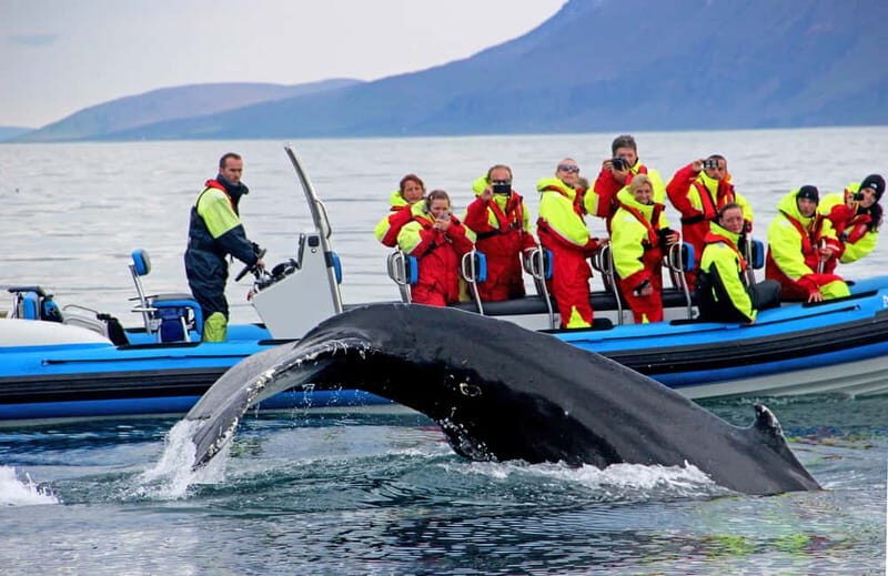 Húsavík: Original Big Whale Safari & Puffins by Speedboat - The Itinerary Breakdown