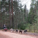 Husky dog sled/bike kart ride in Latvia ~ 3h group tour from Riga - The Itinerary Breakdown