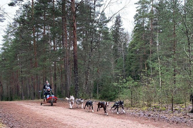 Husky dog sled/bike kart ride in Latvia ~ 3h group tour from Riga - The Itinerary Breakdown