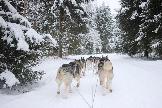Husky Dog Sledding Tour From Riga - Discover Latvia’s Winter Wilderness with a Husky Dog Sledding Tour from Riga