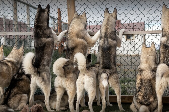 Husky Petting, in Akureyri - An In-Depth Look at the Husky Petting Experience