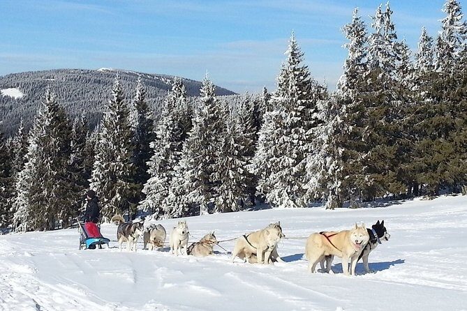 Husky Sleigh Rides experience - Guides and Their Role