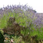 Hvar Lavender Small Group Tour - What’s Included and How it Enhances the Experience