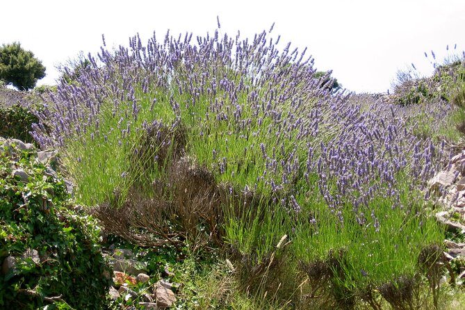 Hvar Lavender Small Group Tour - What’s Included and How it Enhances the Experience