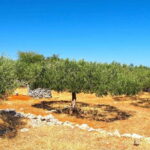 ibenik: Croatia in a Day, Vistas, History, Olive Oil, Wine - The Scenic Okit Hill Viewpoint