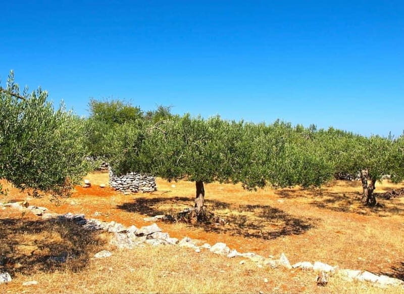 ibenik: Croatia in a Day, Vistas, History, Olive Oil, Wine - The Scenic Okit Hill Viewpoint