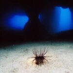 Ibiza: 3.5-Day PADI Open Water Dive Course - The Itinerary: A Well-Structured Approach to Learning
