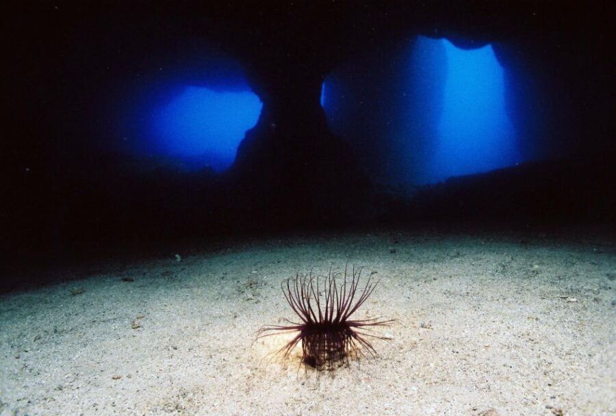 Ibiza: 3.5-Day PADI Open Water Dive Course - The Itinerary: A Well-Structured Approach to Learning