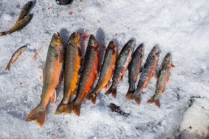Ice Fishing and Husky - Is This Tour Worth It? Analyzing the Value