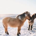 Iceland: Christmas Golden Circle Tour with Santa - What’s the Value?