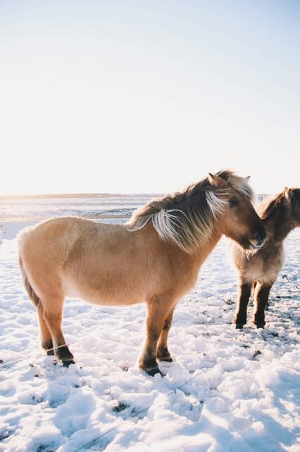 Iceland: Christmas Golden Circle Tour with Santa - What’s the Value?
