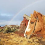 Iceland: Volcanic Landscape Horse Riding Tour - The Itinerary and What to Expect