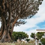 Icod de los Vinos: Dragon Tree & Botanical Garden Ticket - Who Is This Tour Best For?