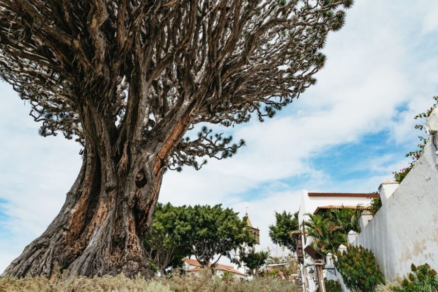 Icod de los Vinos: Dragon Tree & Botanical Garden Ticket - Who Is This Tour Best For?