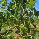 Immersion in the Geneva vineyards by tuktuk with tasting - What You Can Expect From the Experience