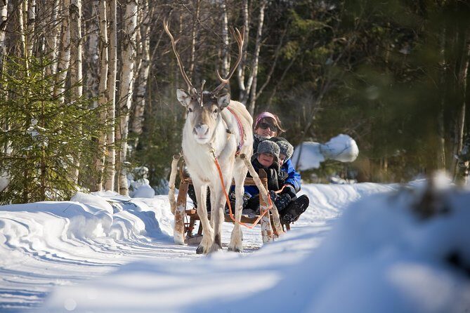 In Pursuit of Reindeer - Snowmobile safari to reindeer farm in Rovaniemi - The Balance of Adventure and Authenticity