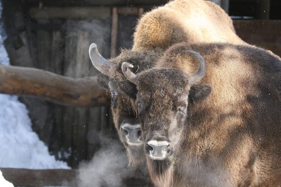 Innsbruck: Alpenzoo Entrance Ticket - Practical Tips for Visiting
