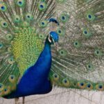 Innsbruck: Tickets for Schloss Ambras - Value and Suitability