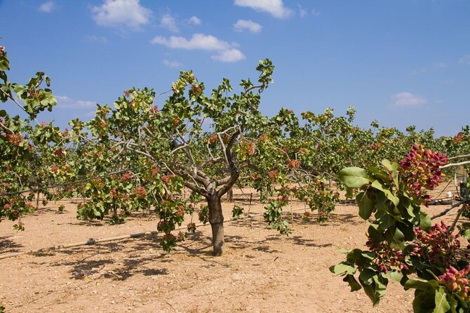 Insightful Pistachio Orchard and Factory Tour - Insightful Pistachio Orchard and Factory Tour: A Fresh Look at Greece’s Nutty Treasure