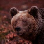 International Environmental Centre of ARCTUROS Tour - Who Should Consider This Tour?