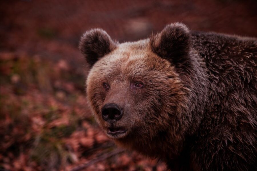 International Environmental Centre of ARCTUROS Tour - Who Should Consider This Tour?