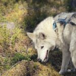 Into the Woods... - Private Tour - The Itinerary: Breaking Down the Experience