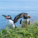 Inverness: Moray Coast, Wildlife and Speyside Whisky Tour - Wildlife and Nature at Troup Head or Spey Bay
