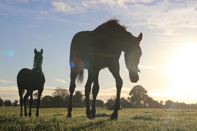 Irish National Stud & Gardens Skip the line Entrance - Key Points