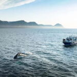 Ísafjörður: Midnight Whale Watching Tour with Hydrophone - Itinerary Breakdown
