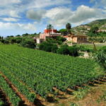Ischia: Island tour with wine tasting in a typical winery - Exploring the Key Stops in Detail