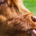 Isle of Arran: Farm Tour - The Price & Value