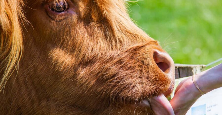 Isle of Arran: Farm Tour - The Price & Value